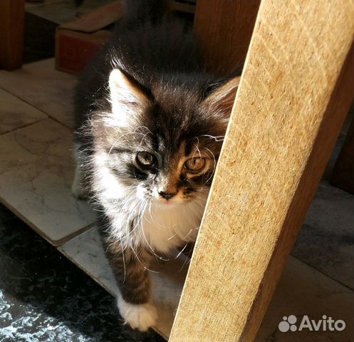 Котёнок от турецкой ангоры и мейн-куна