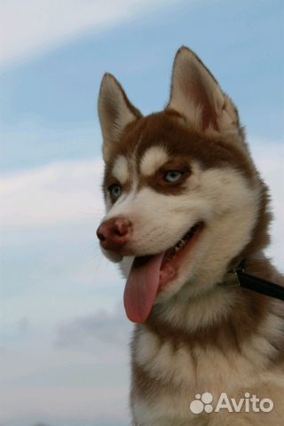 Супер красивые девочки хаски