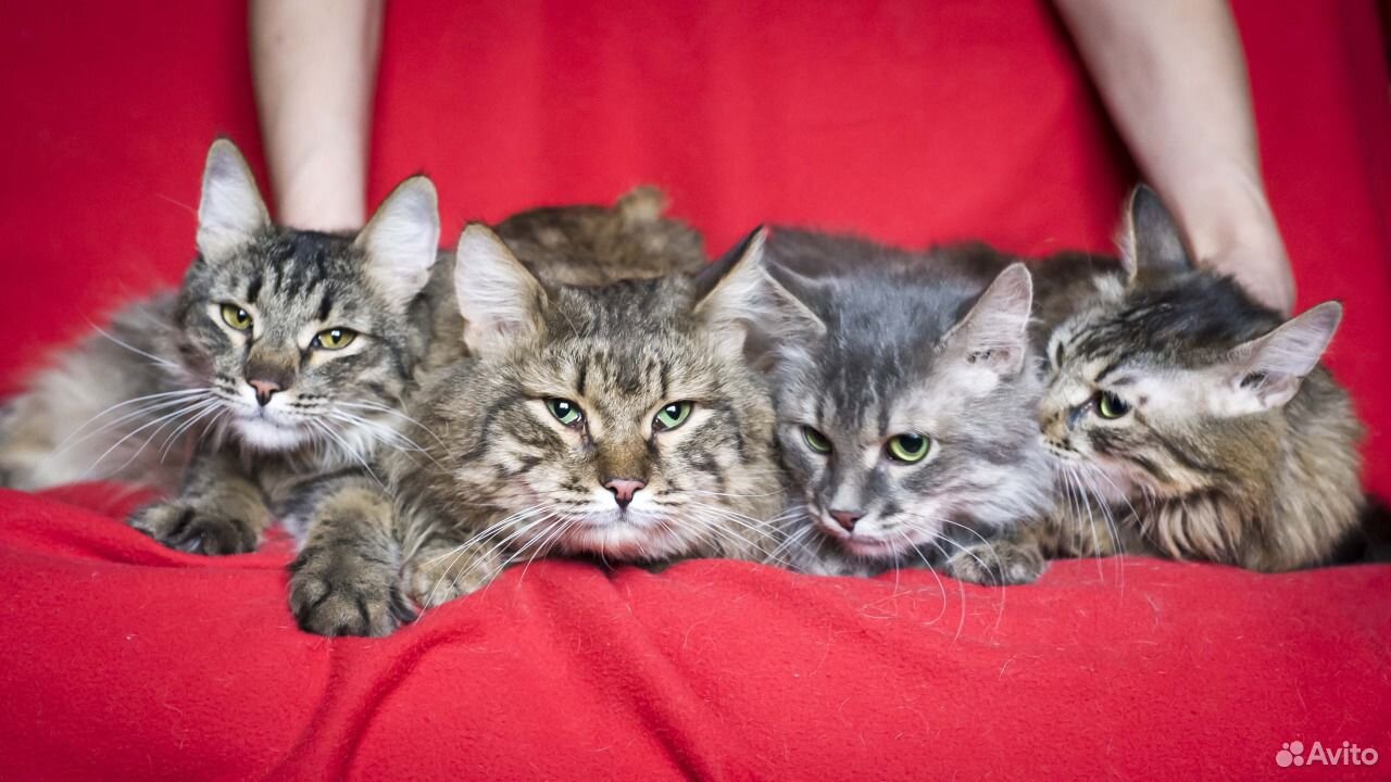 Коты и кошки (коттэ)
