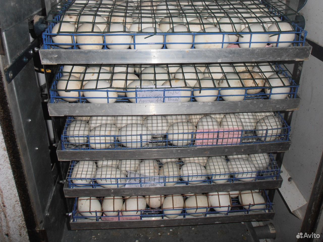 Племянное инкубационное яйцо цесарки, утки, гуся