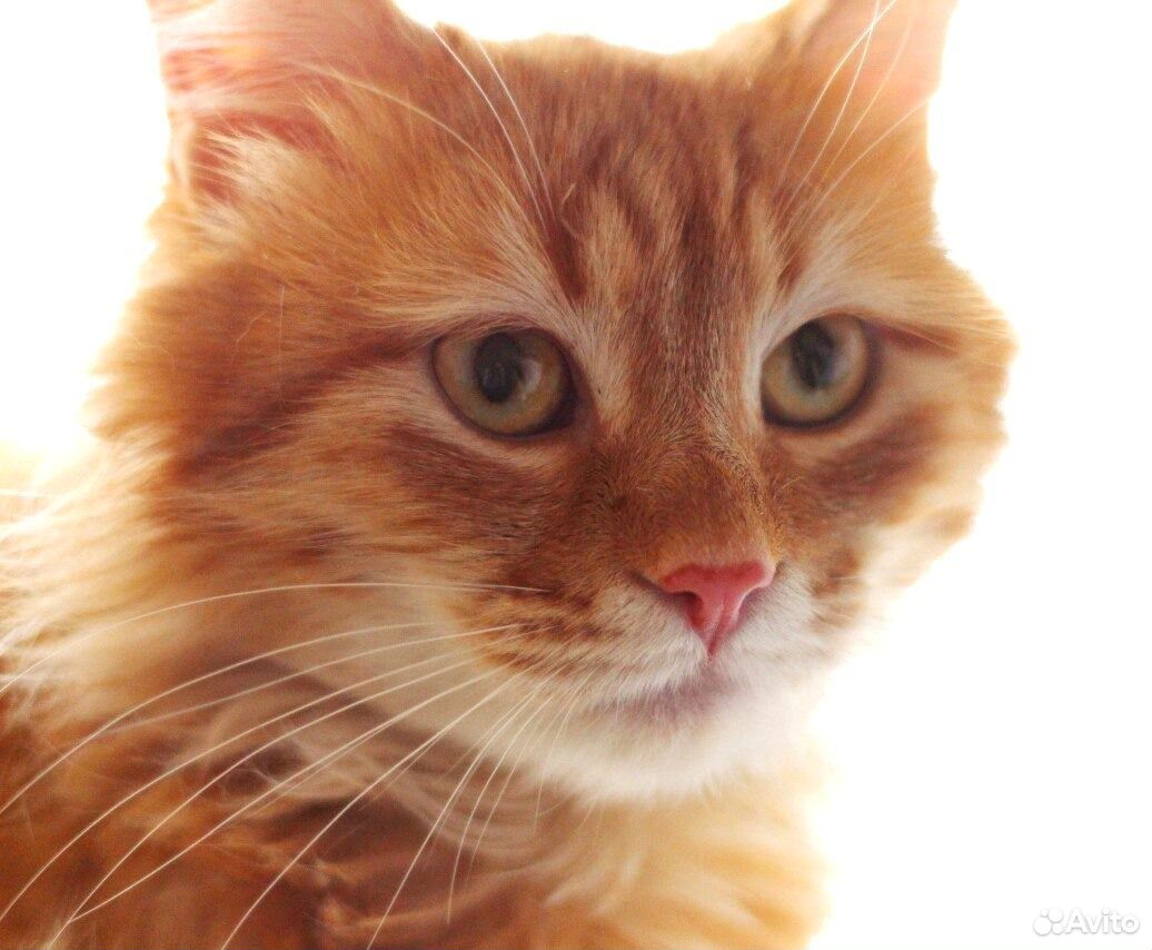 Солнечный котик ищет дом