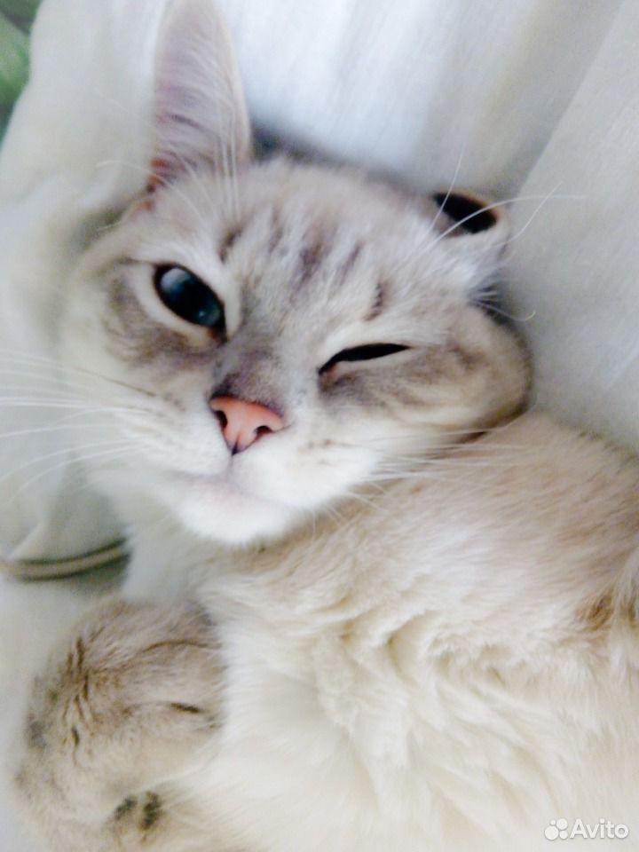 Маленькие комочки счастья ищут дом