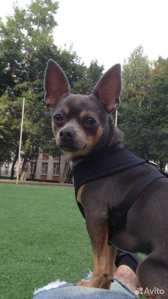 Чихуахуа с редчайшим дымчатым окрасом для вязки