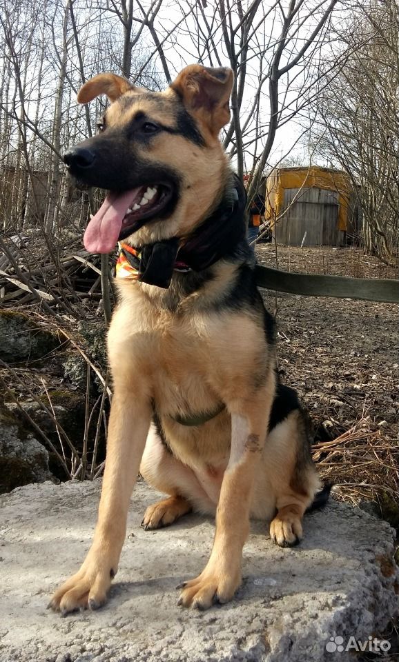 Крупный щенок-подросток с отличным характером