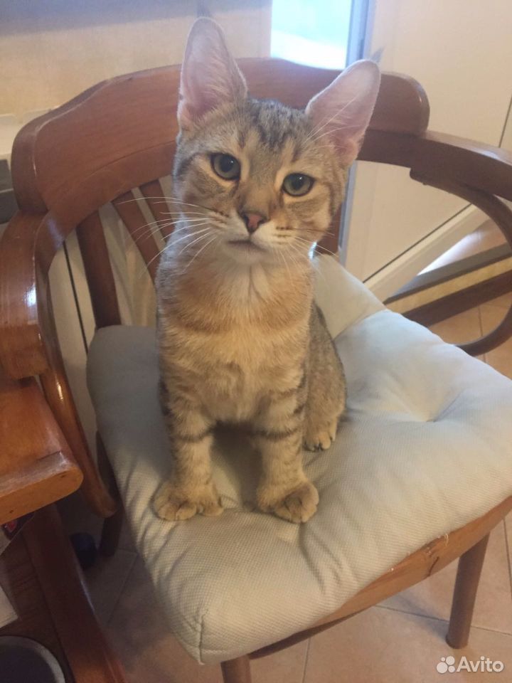 Котята породы Пиксибоб