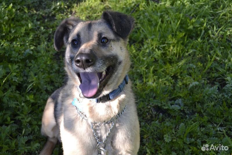 В дар замечательная собака Алекс