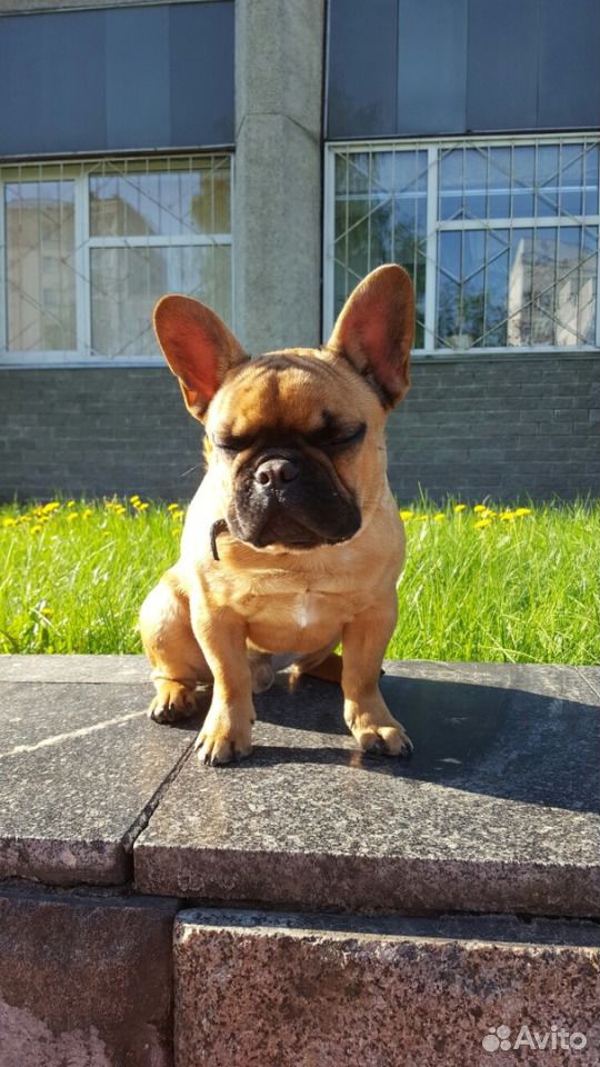 Мальчик Француз приглашает на вязку)