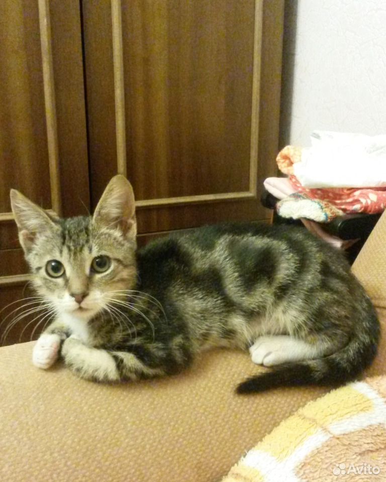 Тимоша в добрые руки