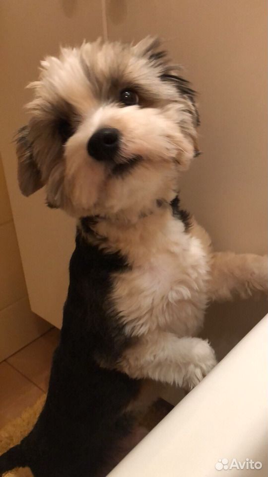 Вязка Бивер