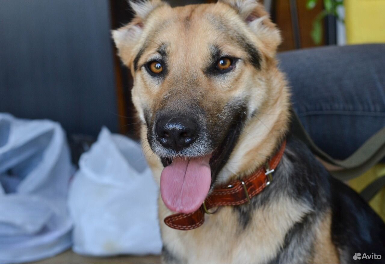 Обаятельная собака Саррочка