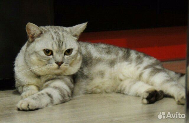Вязка с котом