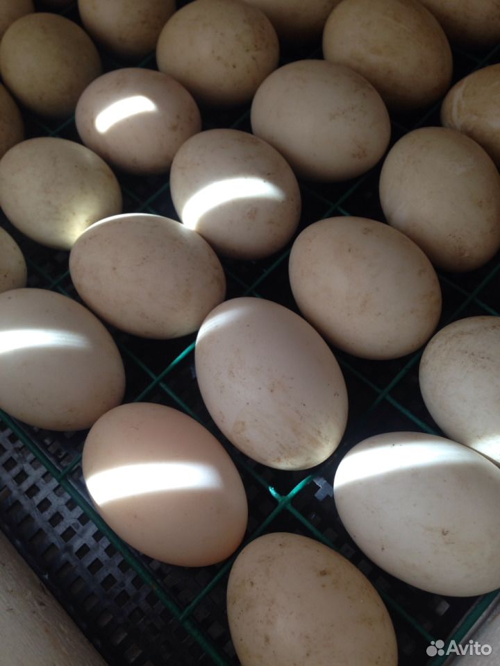 Инкубационные яйца индоутки и кур