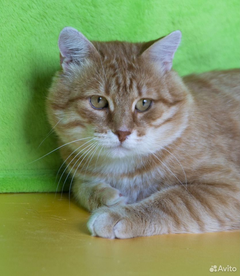 Рыжий кот в добрые руки