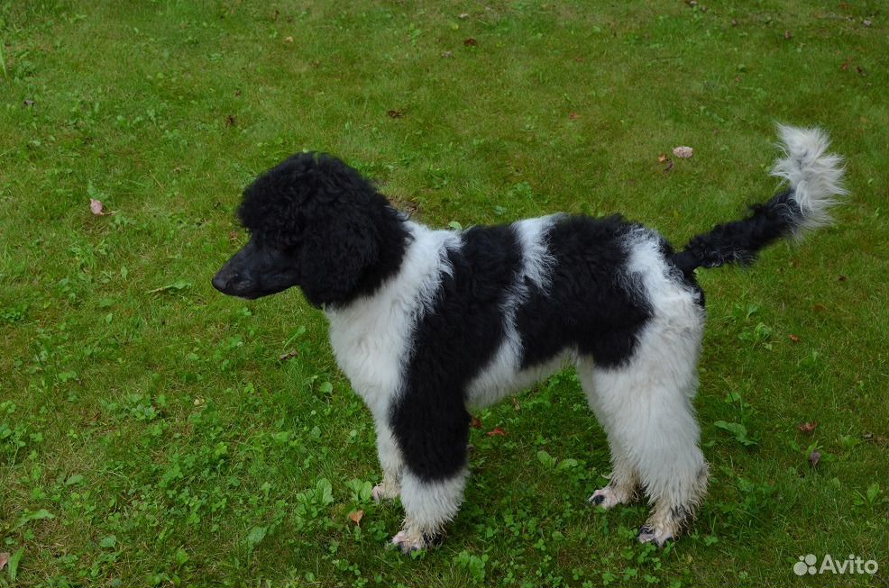 Щенок кобель пудель арлекин большой