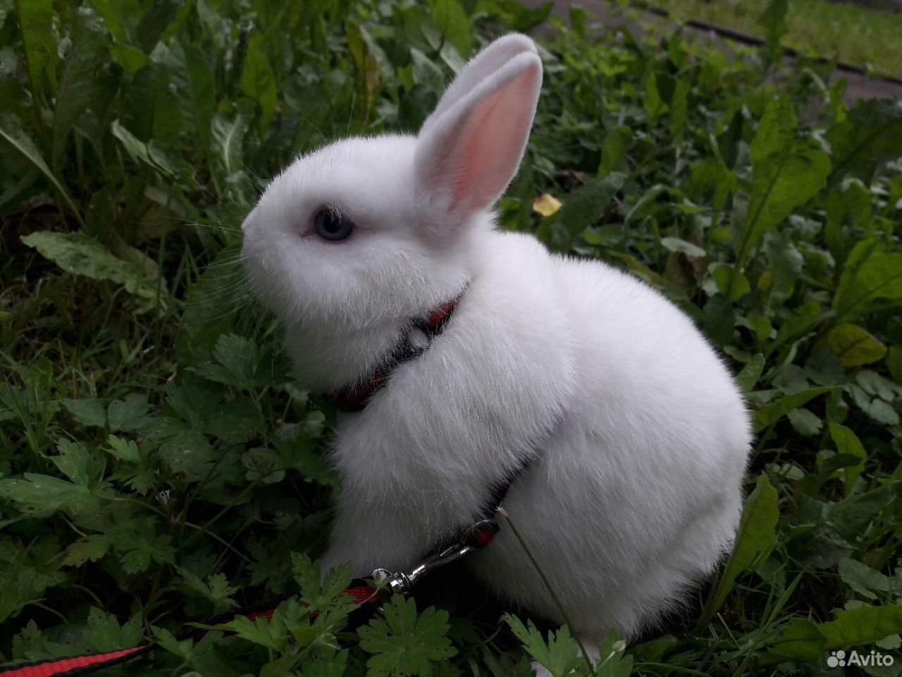 Карликовый кролик девочка 4 месяца