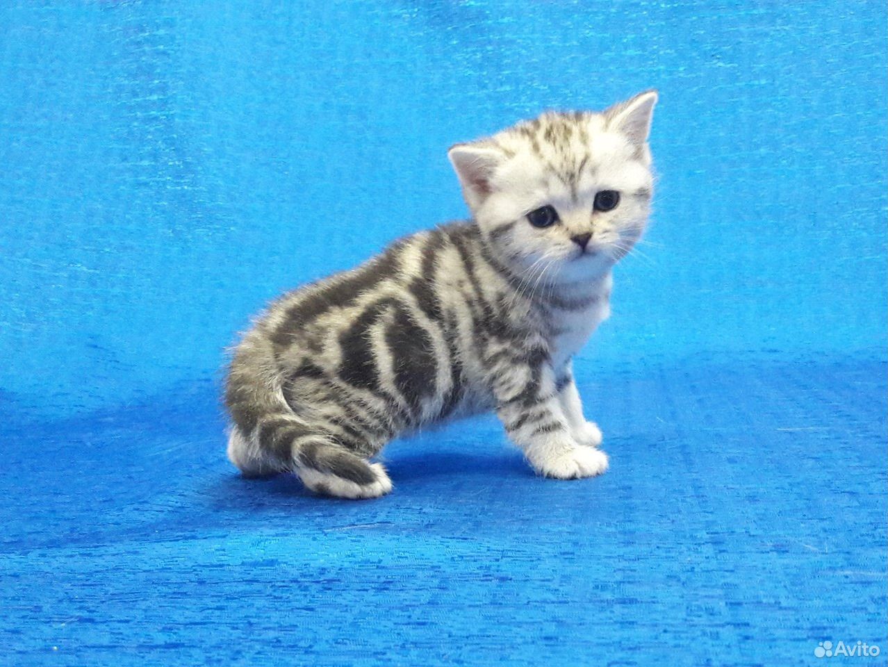 Шотландский малышок