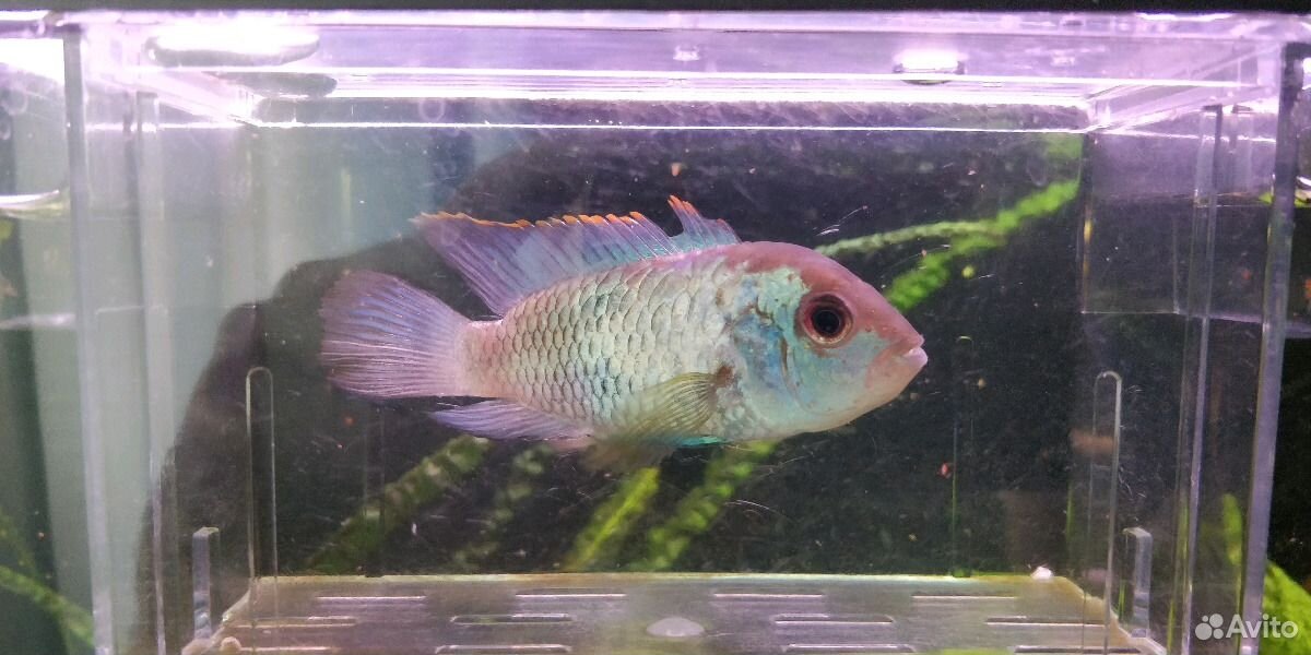 Цихлида нанокара