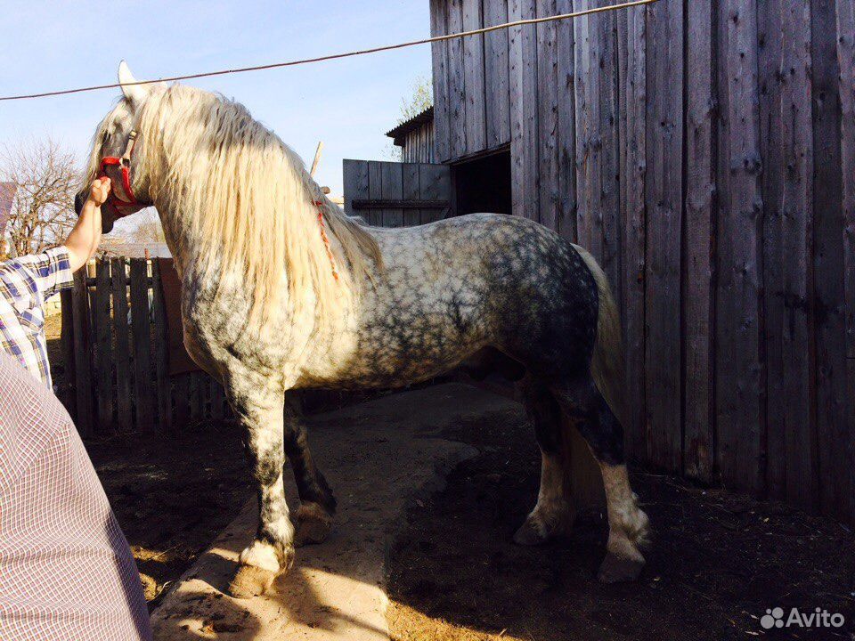 Французский першерон