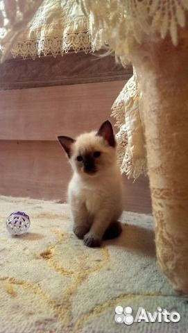 Отдаём милых котят