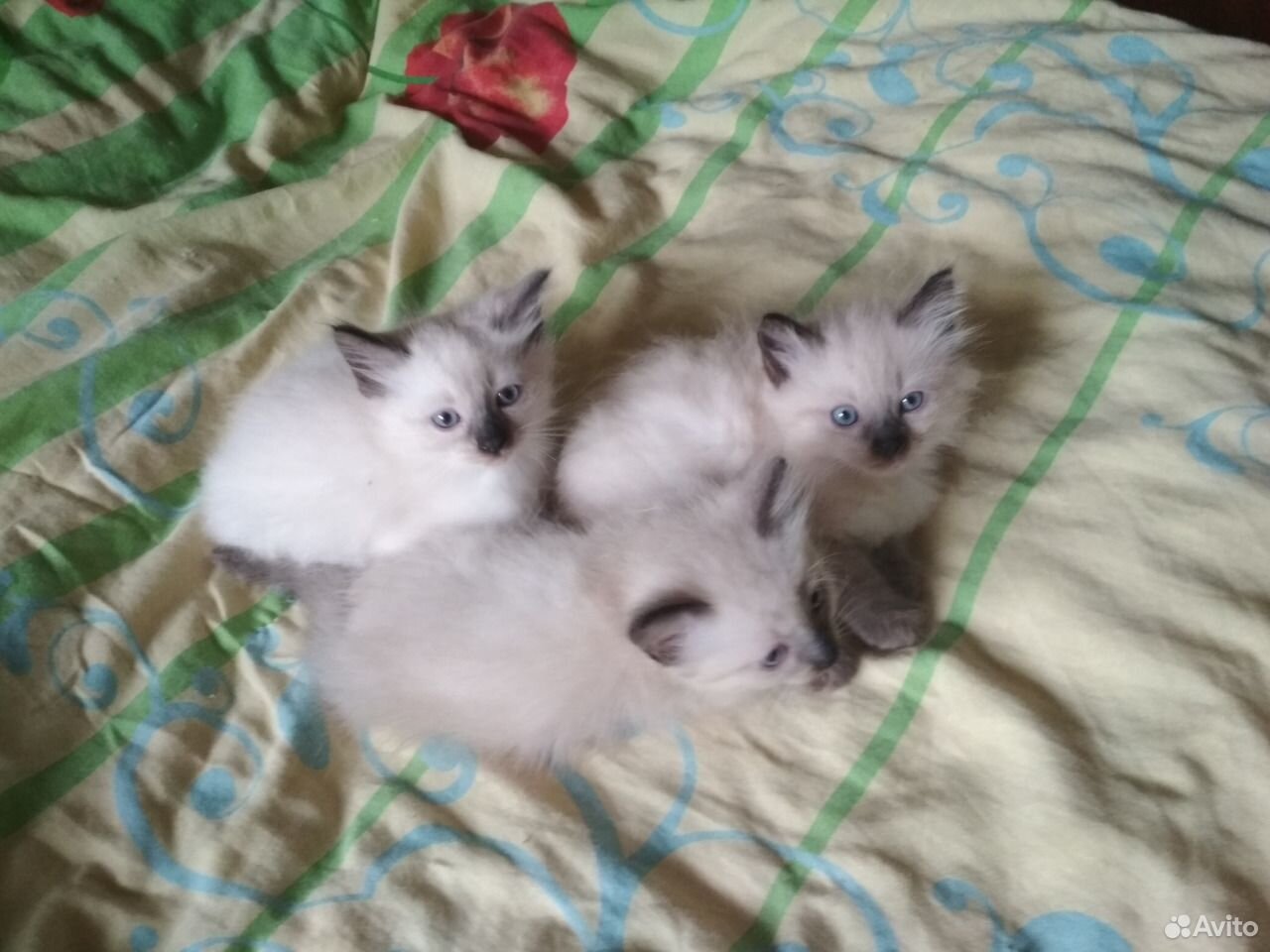 Котята