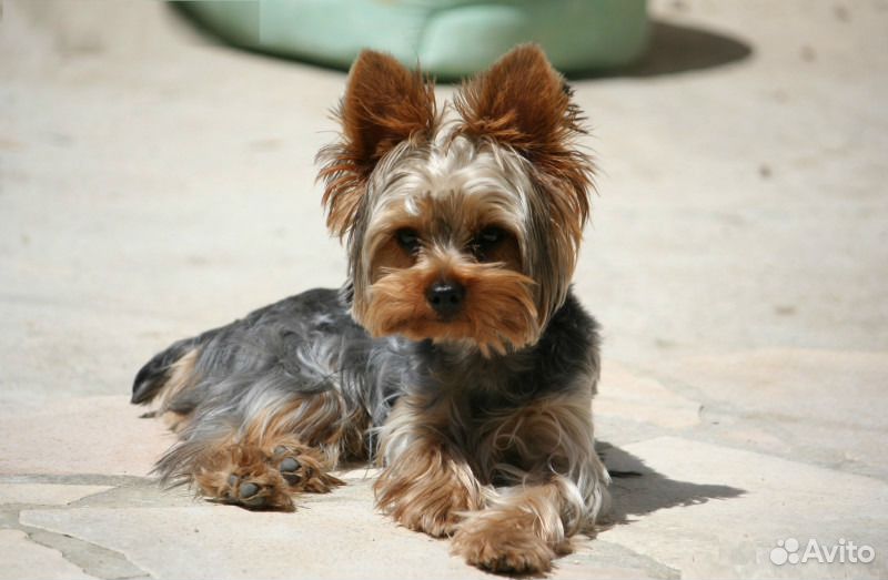 Йоркширский терьер