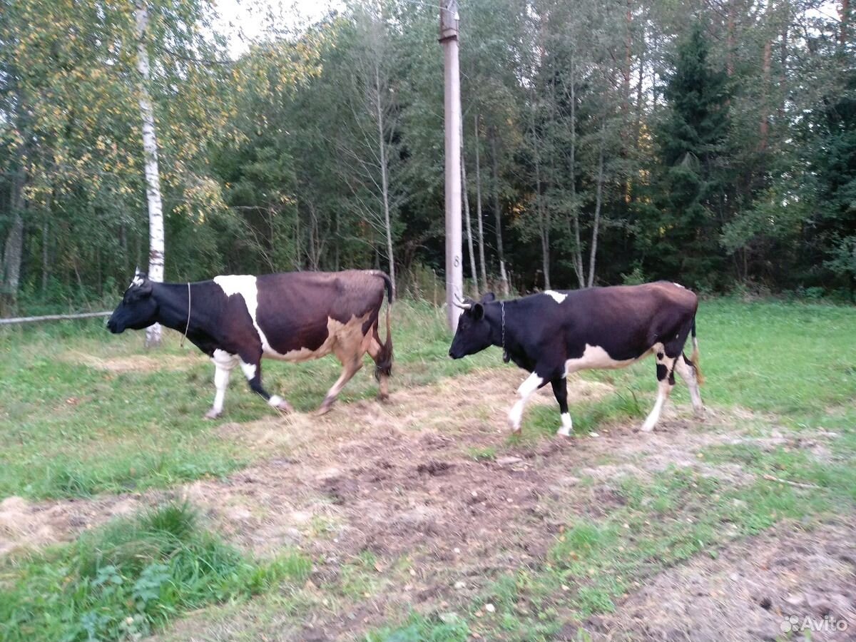 Корова Телка
