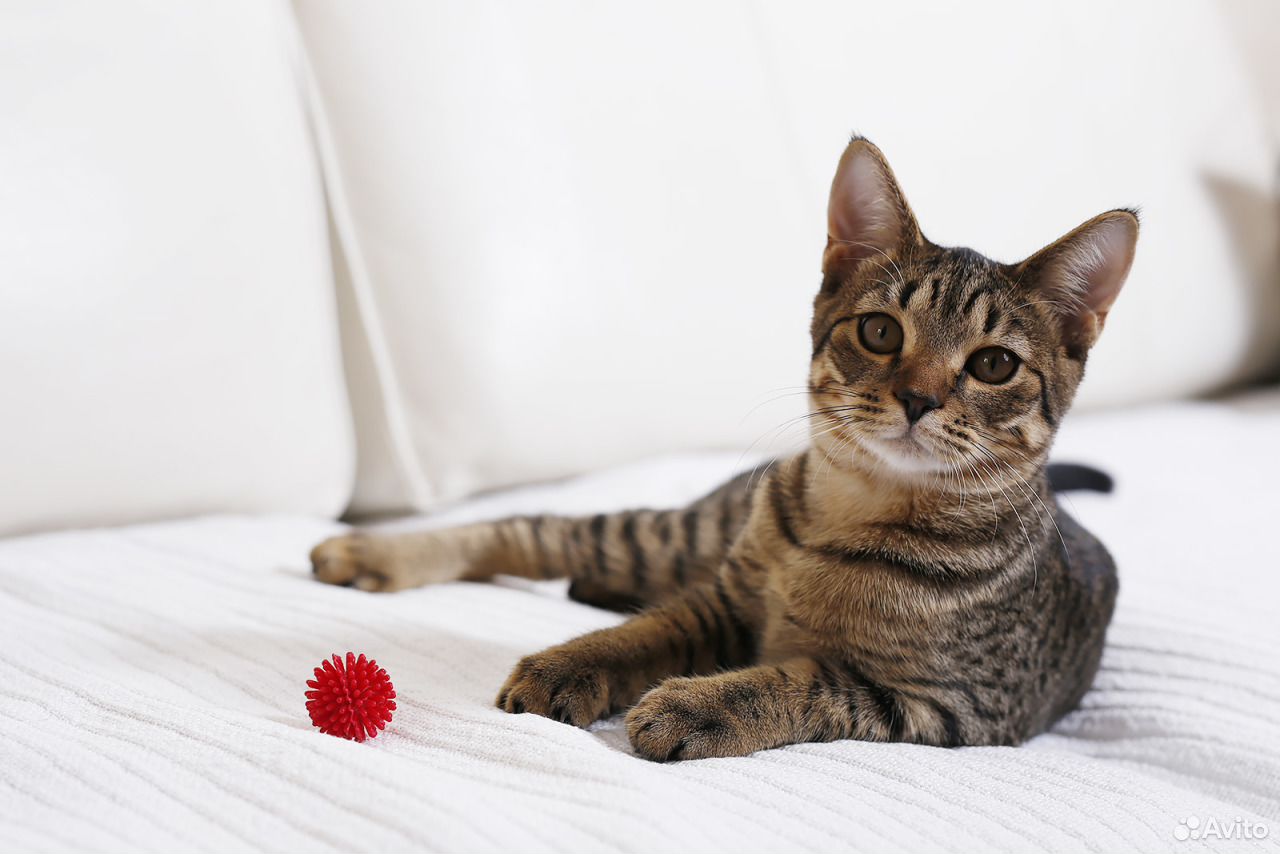 Котенок Лёвушка Ласкин в добрые руки