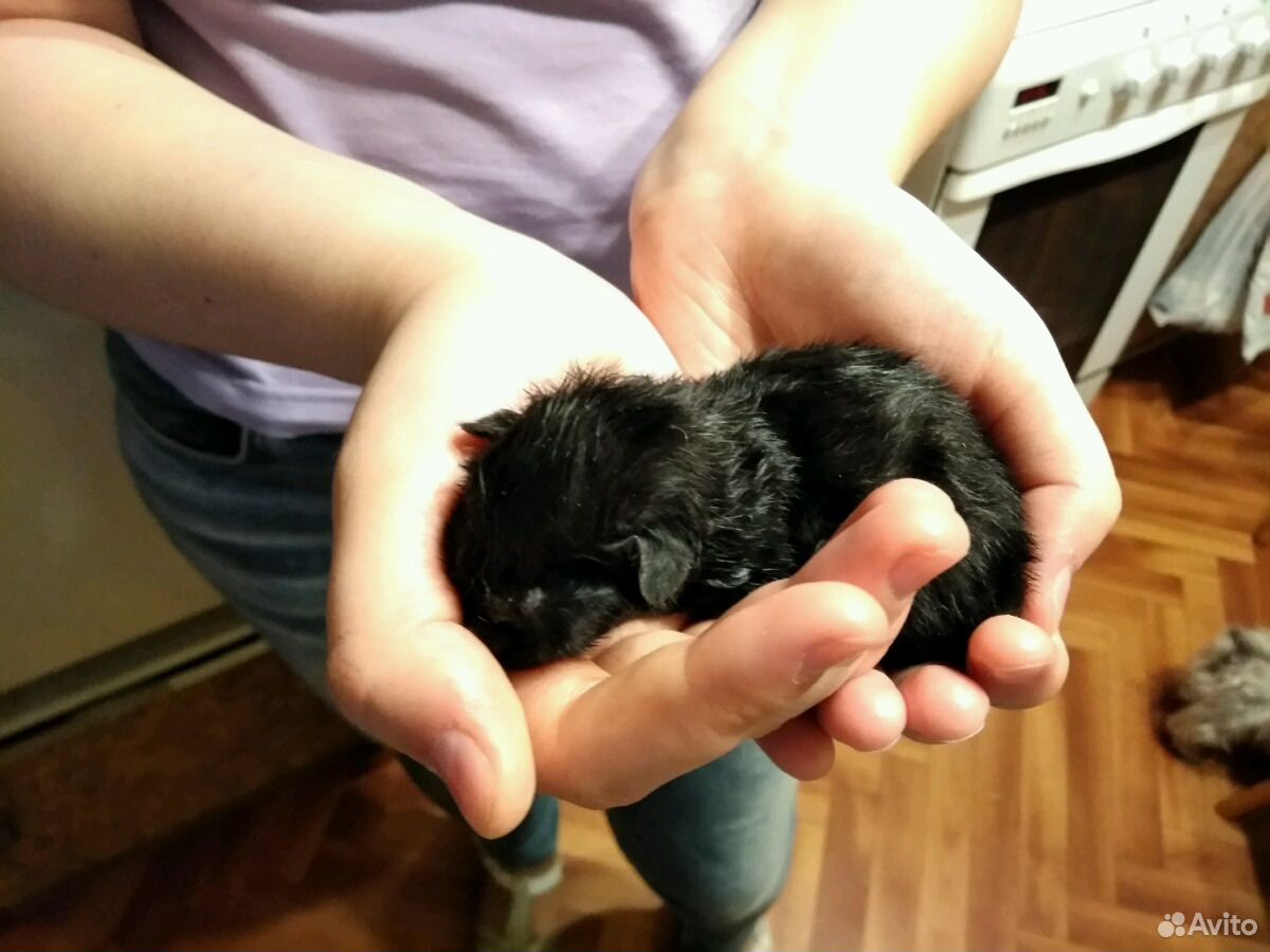Новорожденный котенок