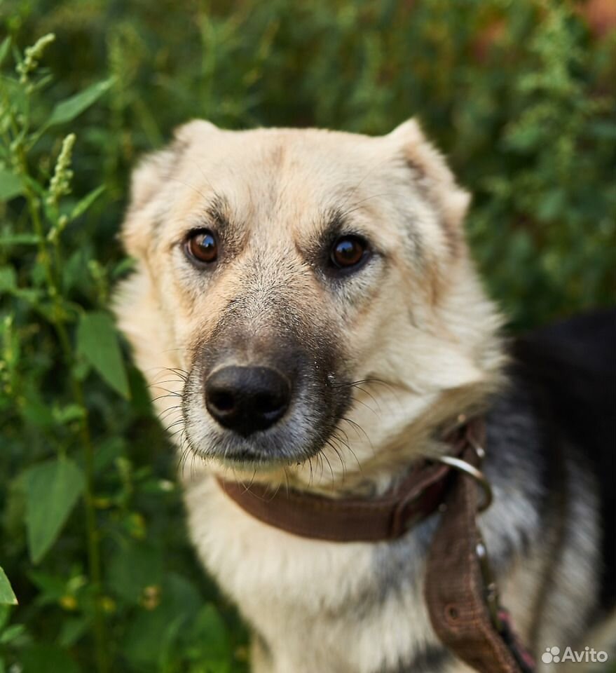 Красавец Гарри ищет дом