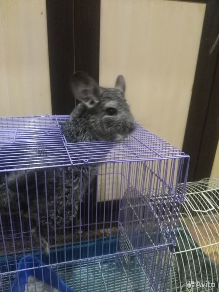 Продам шиншил