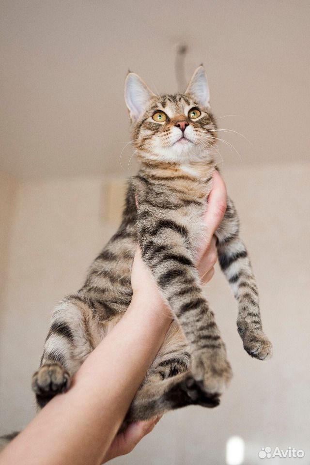 Идеальный серый кот