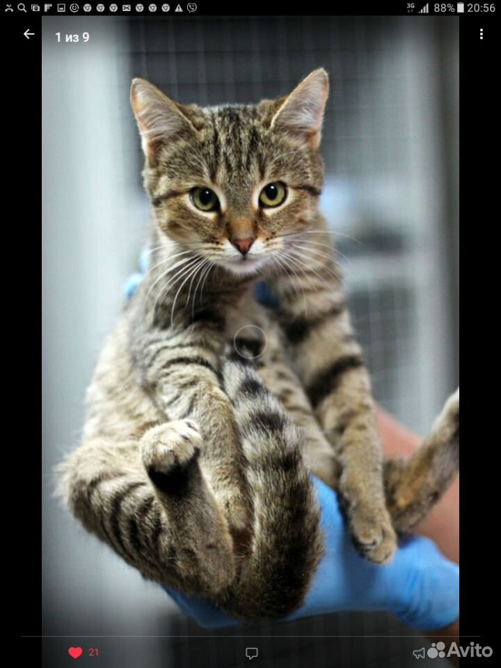 Тигрята даром