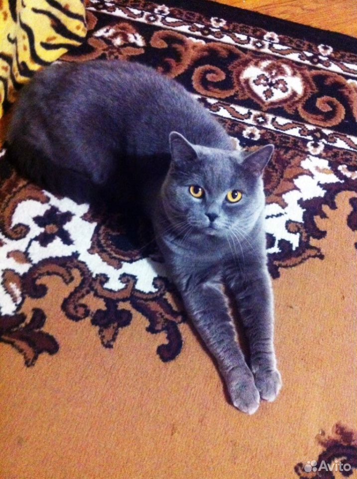 Шотланский прямоухий кот приглашает кошку(Парнас)