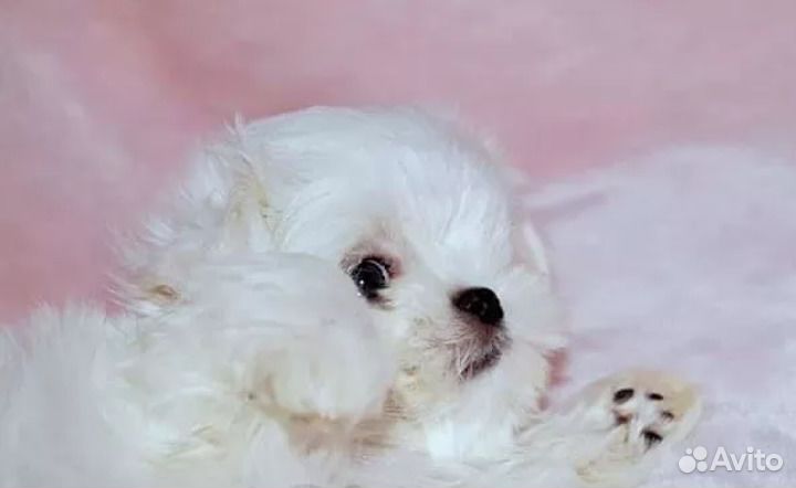 Мальтезе. Щенки мальтийской болонки.Мини