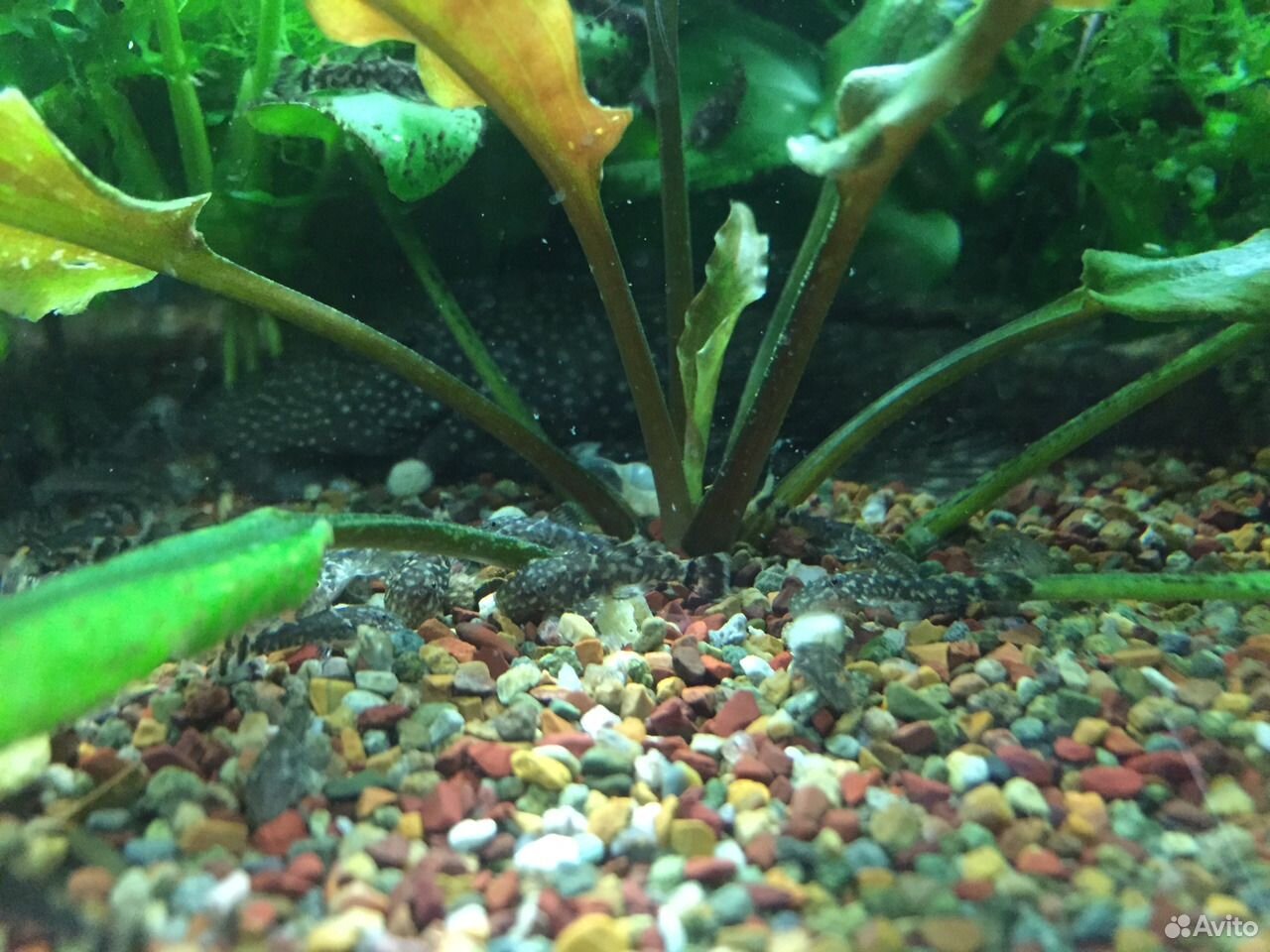 Анцитрус сом