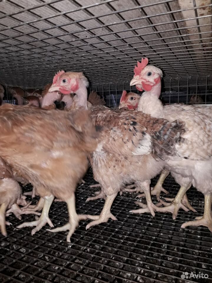 Голошеий бройлер