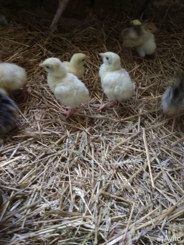 Продам индюшат