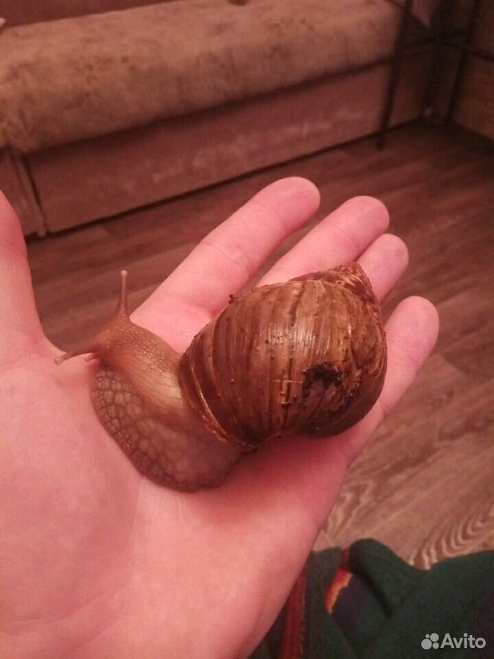 Улитка африканская ахатина