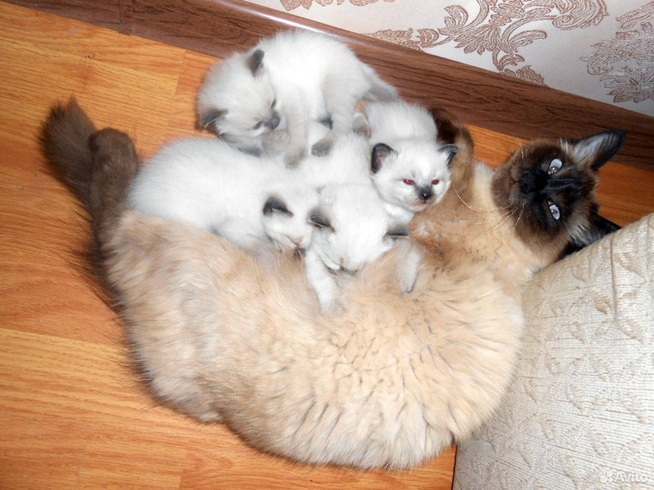 Продаю сиамских котят