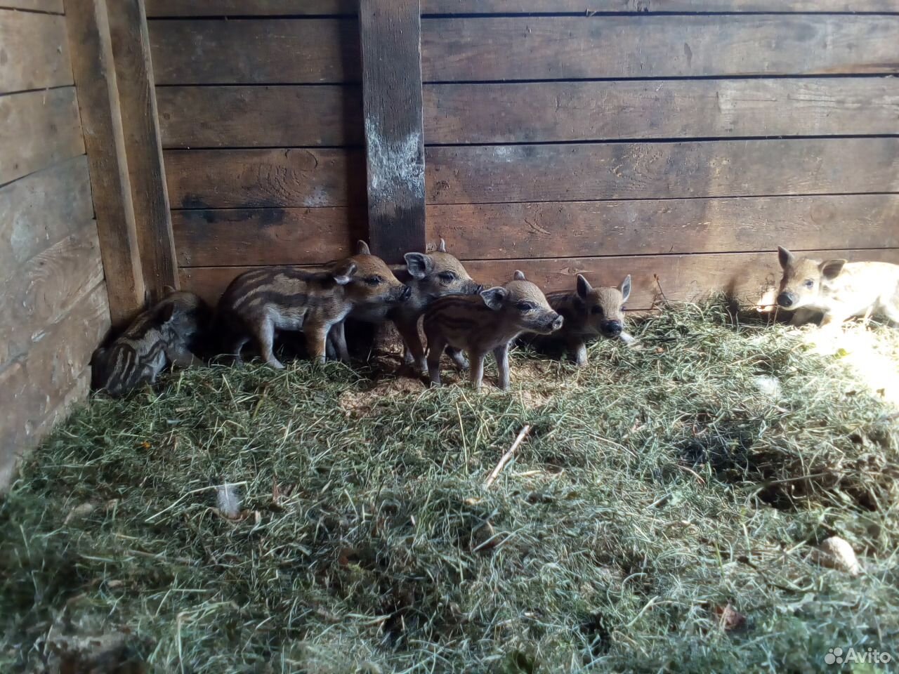 Венгерская мангалица поросята, свинки, хряк