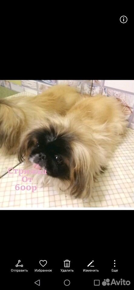 Пикинесикам