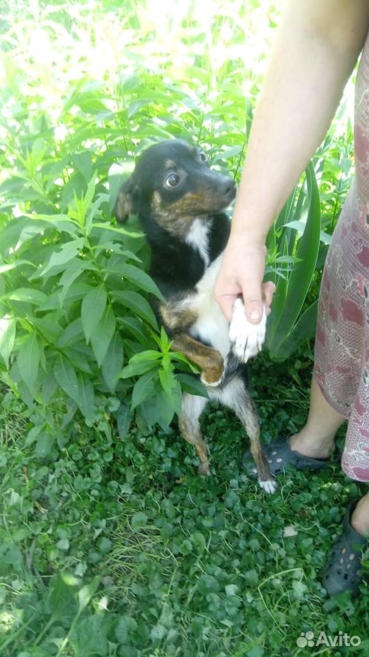 Ищет дом некрупный щенок Берта