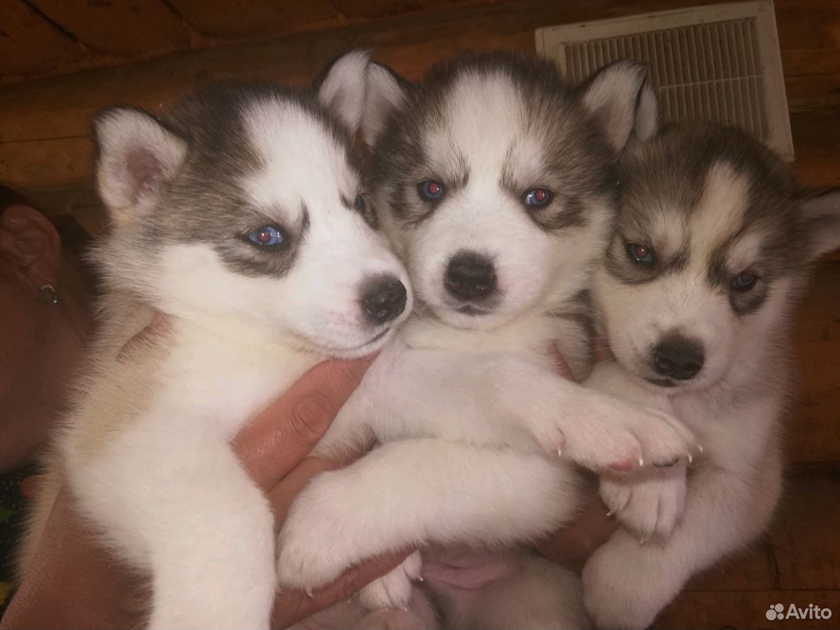 Вязка Щенки хаски
