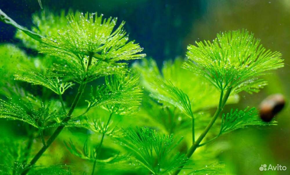 Растения для аквариума - Кабомба