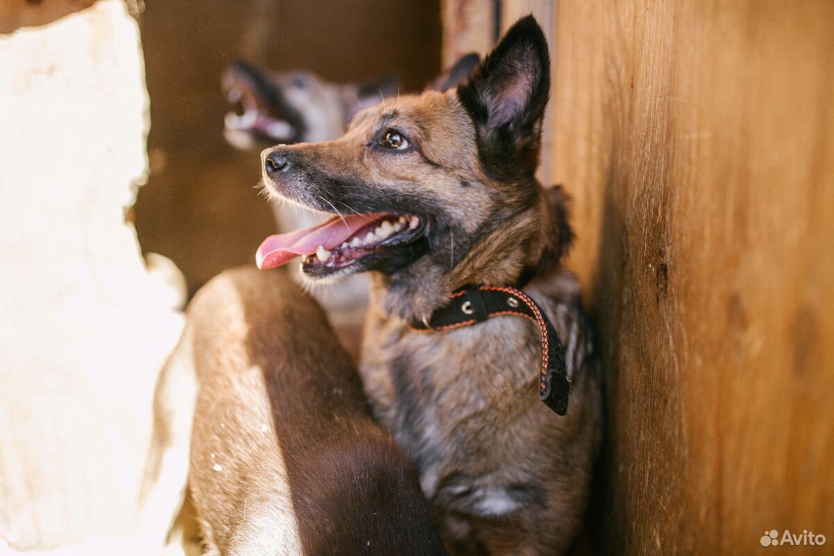Чудесная Плюшка - добрый коротколапик