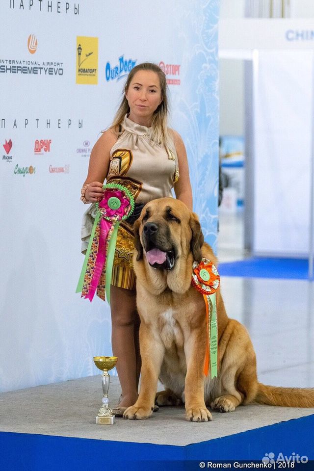 Вязка испанского мастифа