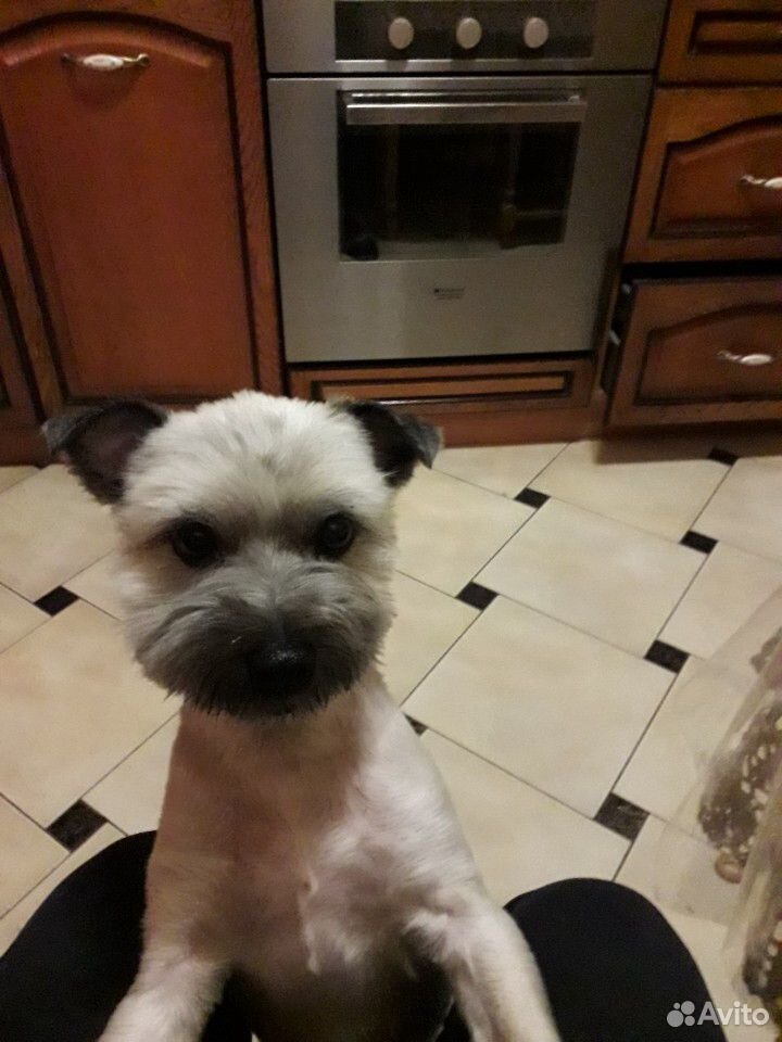 Случка(вязка) Гаванская Болонка