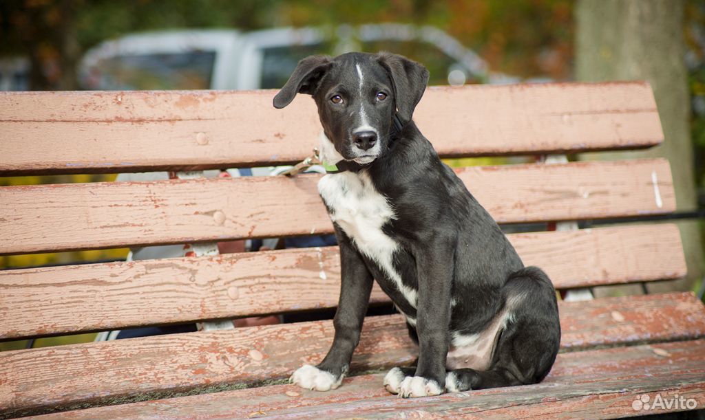 Отдается в дар мальчик Мафик-Масик, 7 месяцев