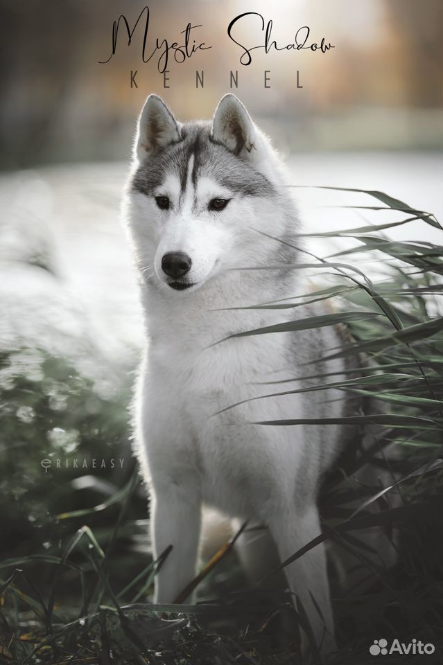 Сибирский хаски, собака из официального питомника