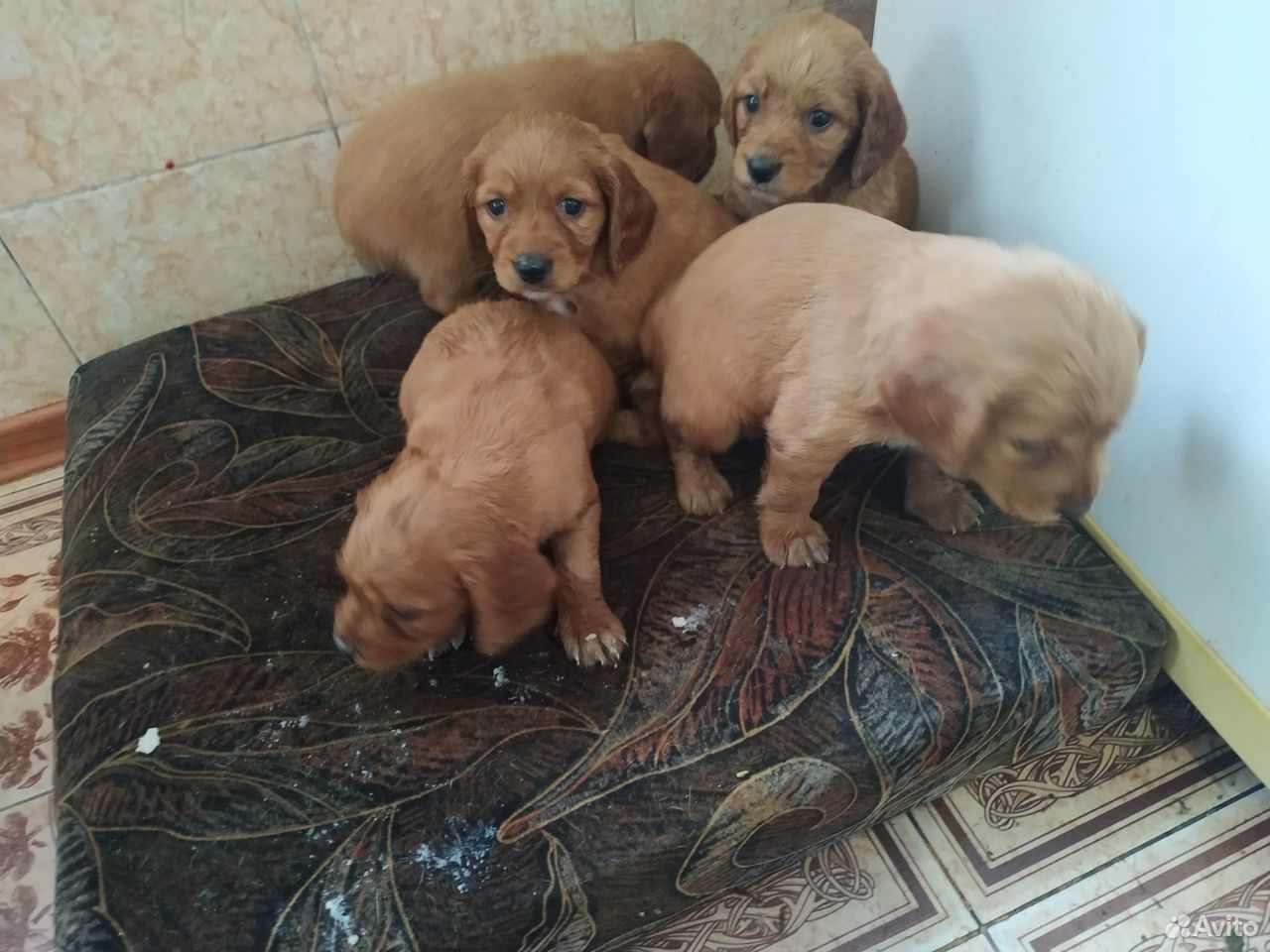 Щенки спаниэлей руского английского и бритонов
